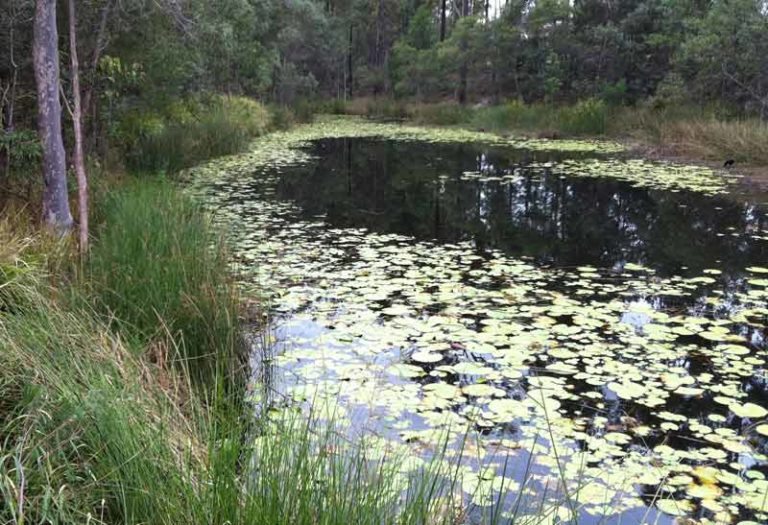 springlakes_04 - Australian Wetlands
